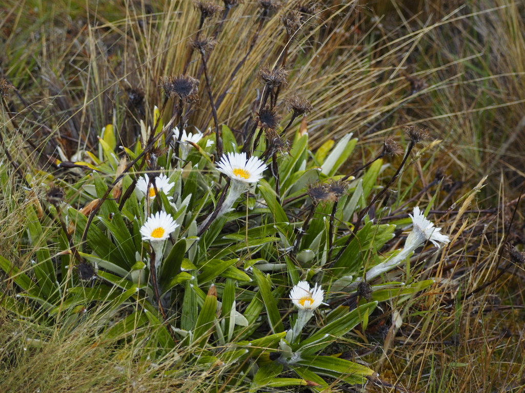 Common Mountain Daisy from Cass field station, Selwyn, Canterbury ...