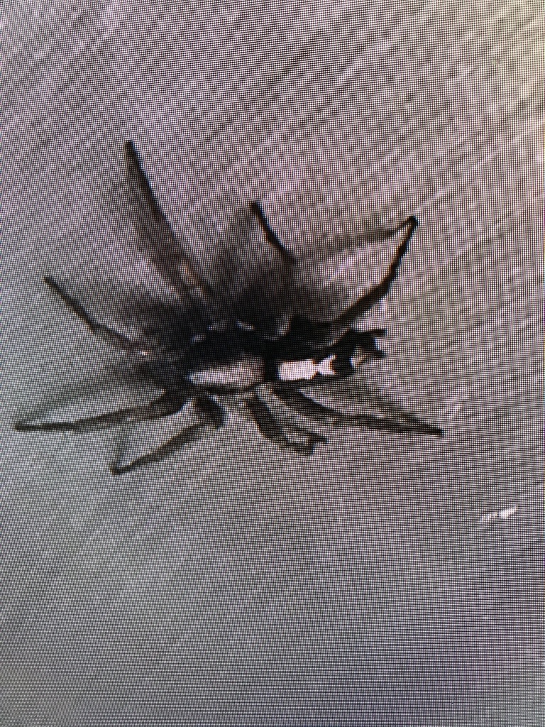 Eastern Parson Spider from Irvine Rd, South Dundas, ON, CA on January ...