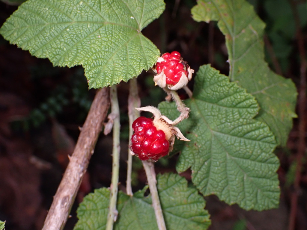 Molucca Bramble from Mount Glorious QLD 4520, Australia on January 12 ...