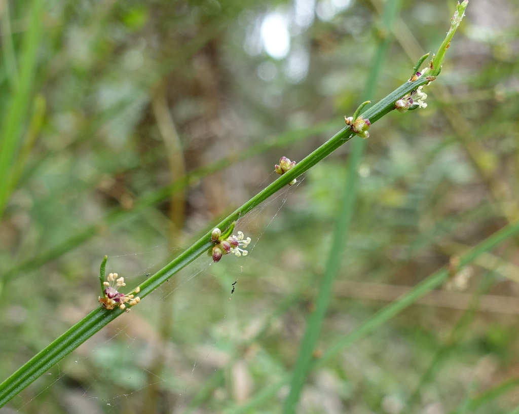 Broom Spurge from Brock Spur Track, Dixons Creek VIC 3775, Australia on ...