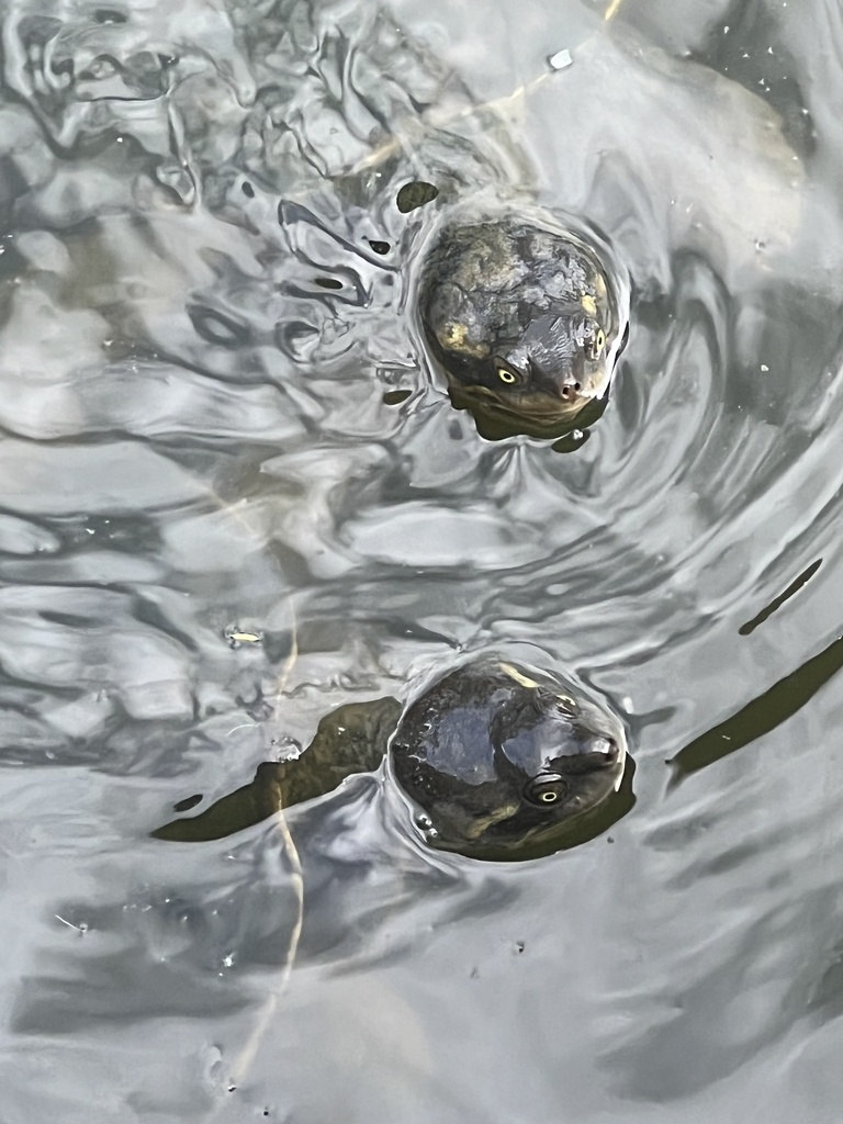 Krefft's River Turtle from Panorama Dr, Dundowran Beach, QLD, AU on ...