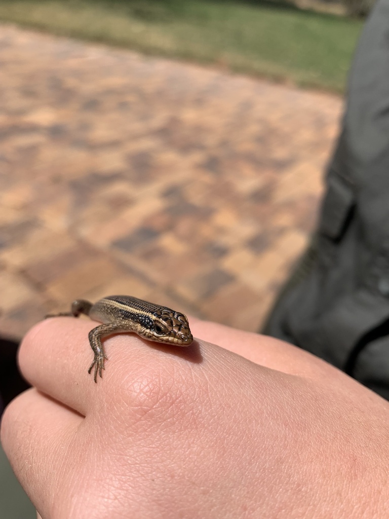 Speckled Rock Skink from Mamusa Rural, North West, ZA on October 2 ...