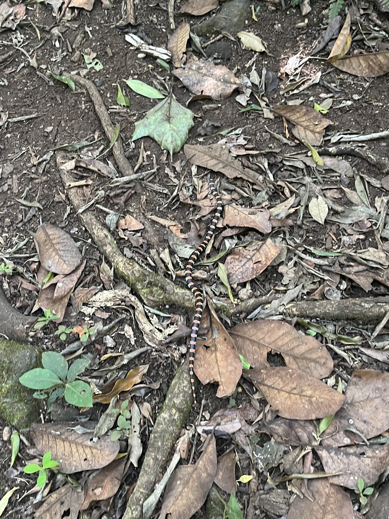 Black-banded Snake from Rincón de la Vieja, CR-GU-LI, CR-GU, CR on ...