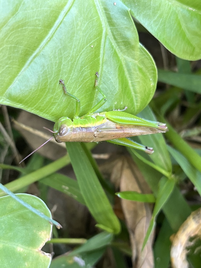 Chinese rice grasshopper in January 2024 by Nakatada Wachi · iNaturalist
