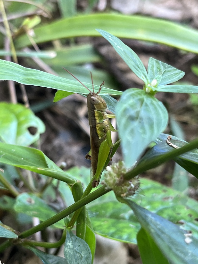 Chinese rice grasshopper in January 2024 by Nakatada Wachi · iNaturalist