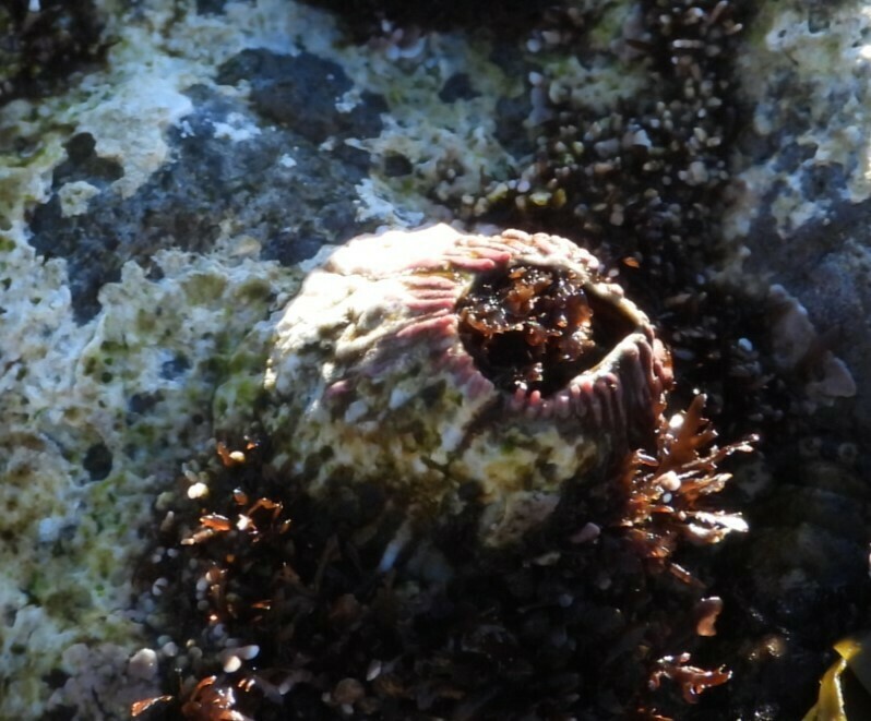 Pink Volcano Barnacle from Orange County, CA, USA on January 12, 2024 ...