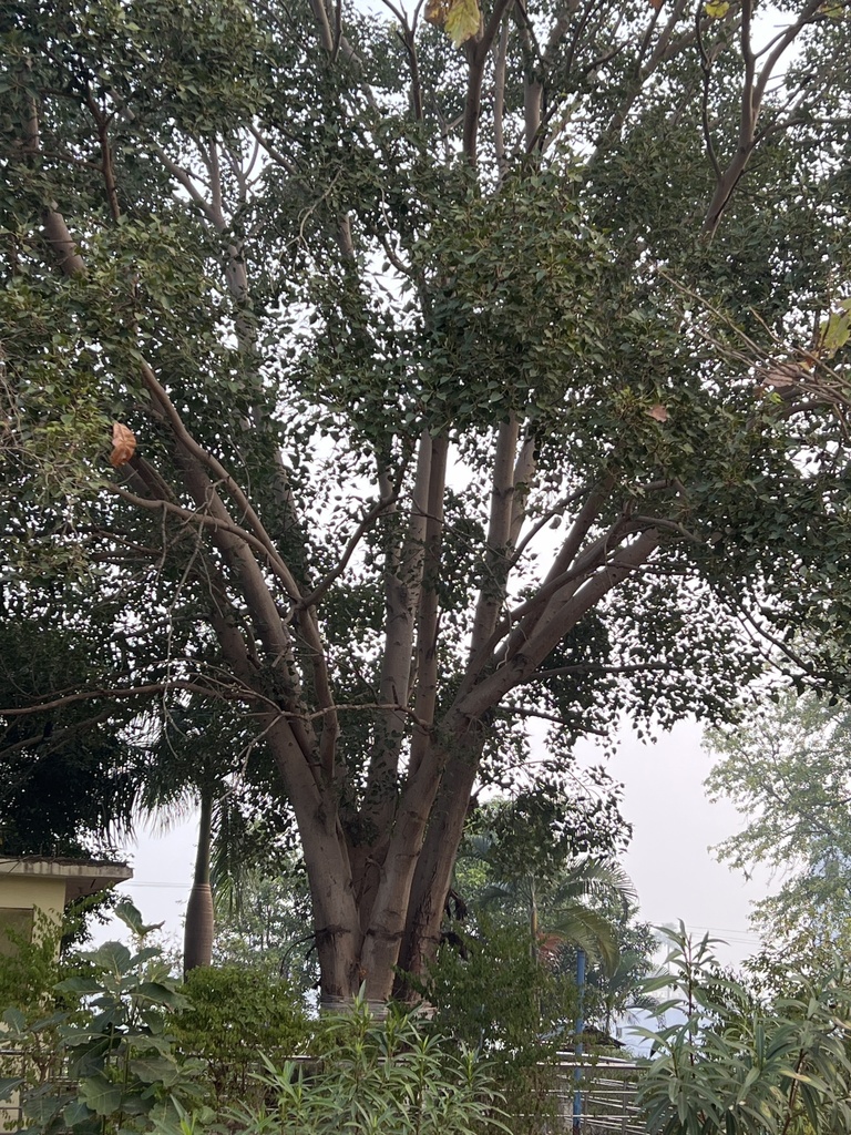 Sacred fig from Raikal, Jagtial, TG, IN on January 13, 2024 at 07:33 AM ...