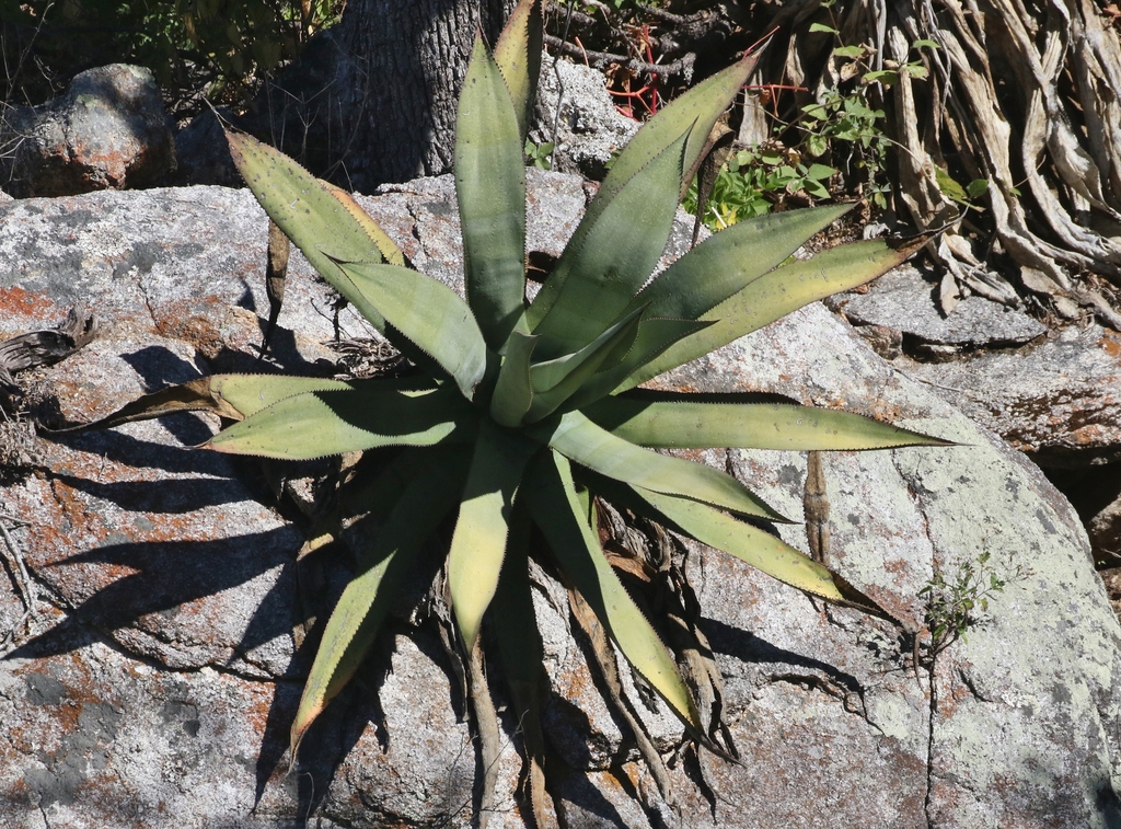 Agave aurea promontorii in December 2023 by James Bailey · iNaturalist