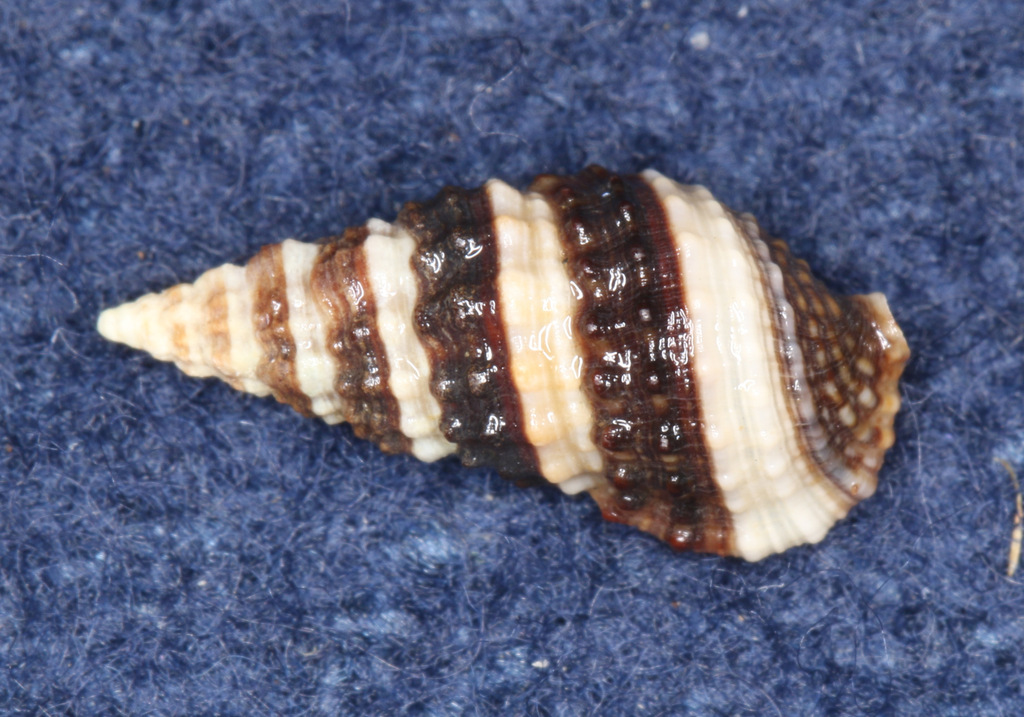 Cerithium zonatum from Rose Bay, Bowen, Whitsunday, QLD, Australia on ...
