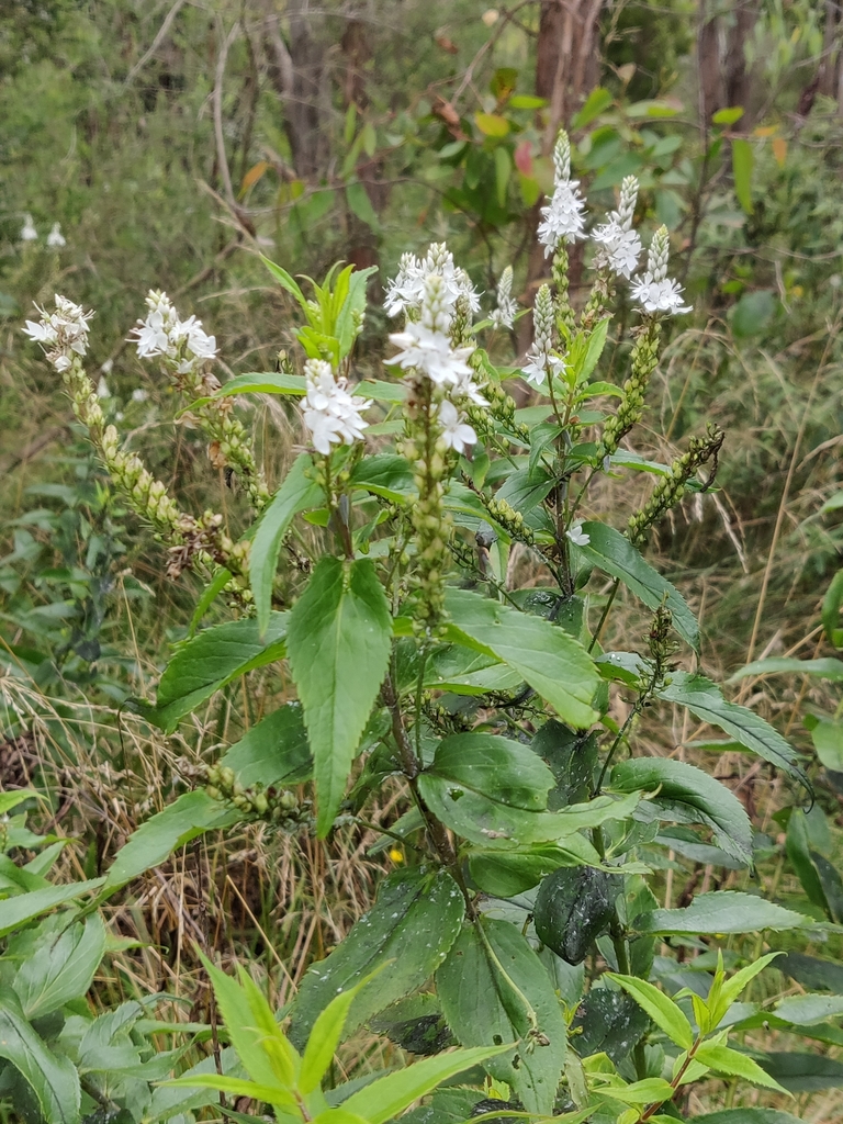 derwent speedwell from Boronia VIC 3155, Australia on January 13, 2024 ...