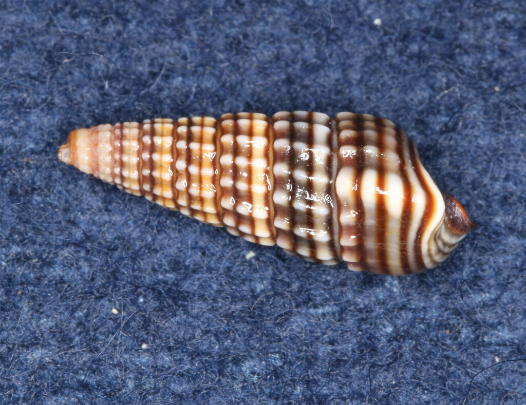 Cerith Snails and Allies from Rose Bay, Bowen, Whitsunday, QLD ...