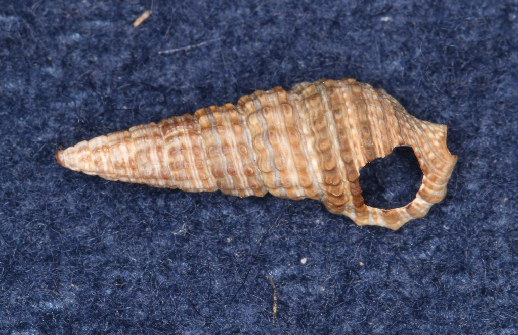 Cerith Snails and Allies from Rose Bay, Bowen, Whitsunday, QLD ...
