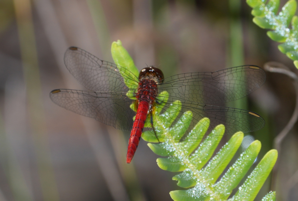 Pygmy Percher from Cooloola QLD 4580, Australia on December 4, 2023 at ...