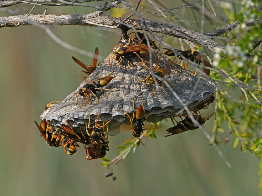 Typical Paper Wasps from Cooloola QLD 4580, Australia on December 4 ...