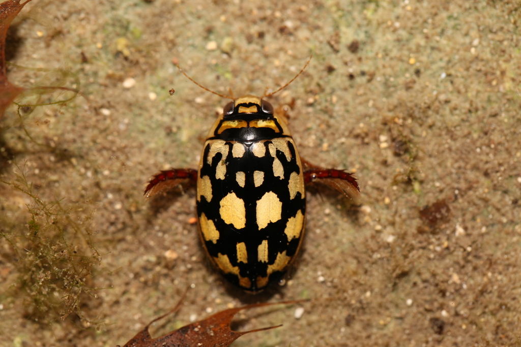 Sunburst Diving Beetle from Austin, TX, USA on January 11, 2024 at 02: ...