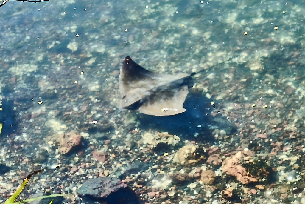 New Zealand Eagle Ray from Parua Bay, New Zealand on January 13, 2024 ...