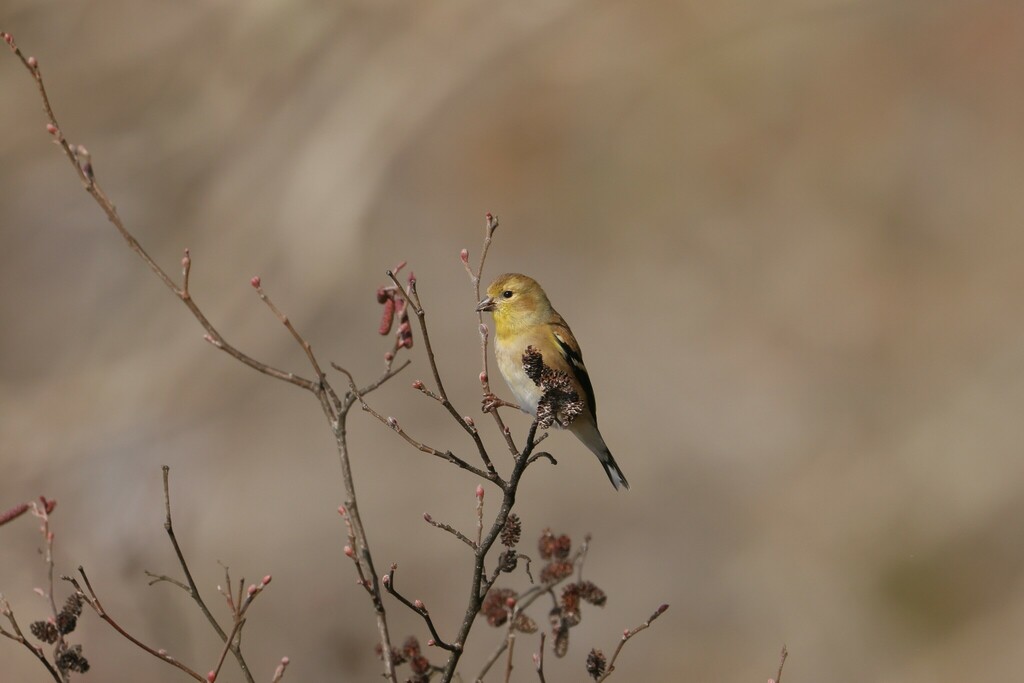 American Goldfinch from Lee County Public Fishing Lake Alabama USA on ...