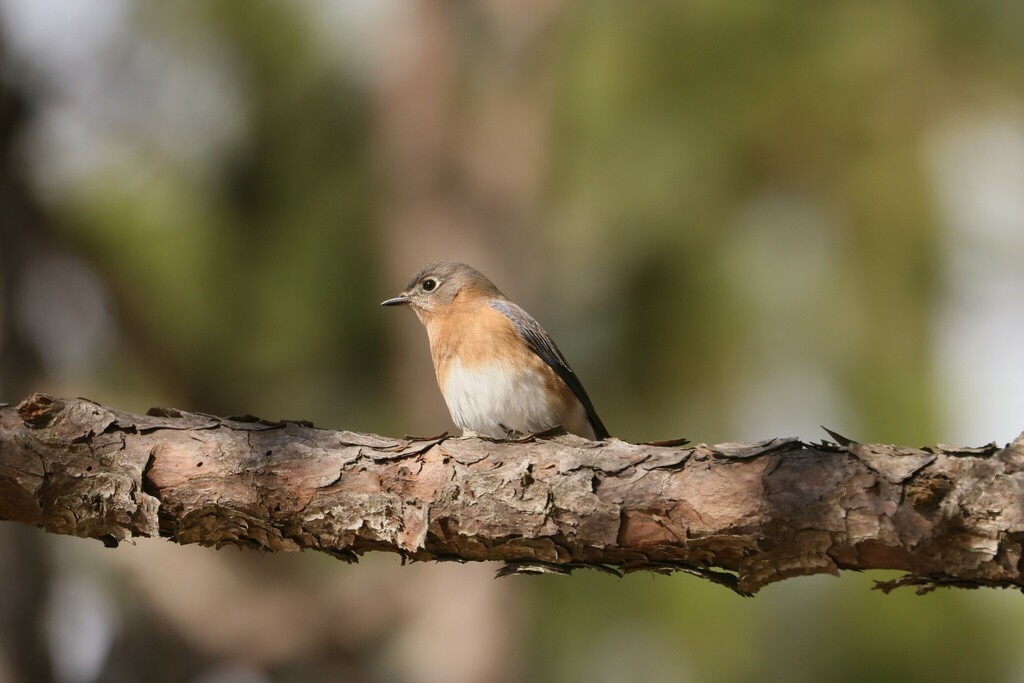 Eastern Bluebird from Lee County Public Fishing Lake Alabama USA on ...