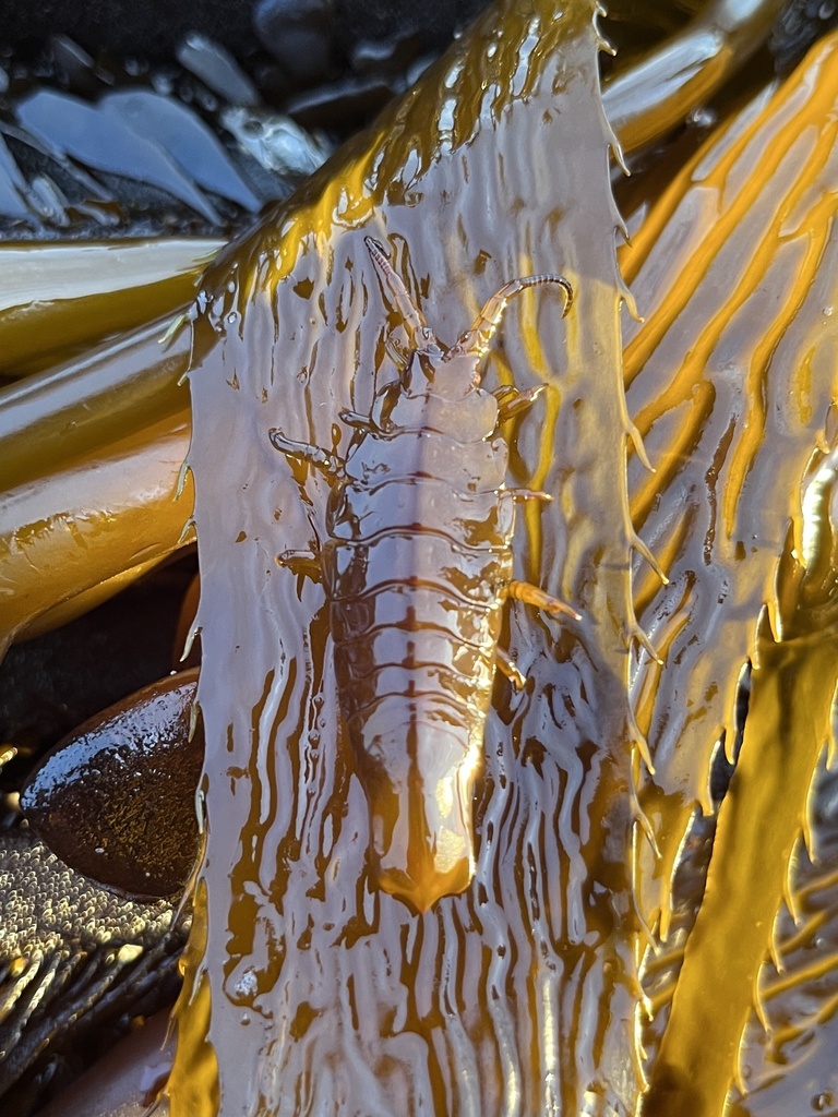 Seaweed Isopod from North Pacific Ocean, Pacific Grove, CA, US on 12 ...