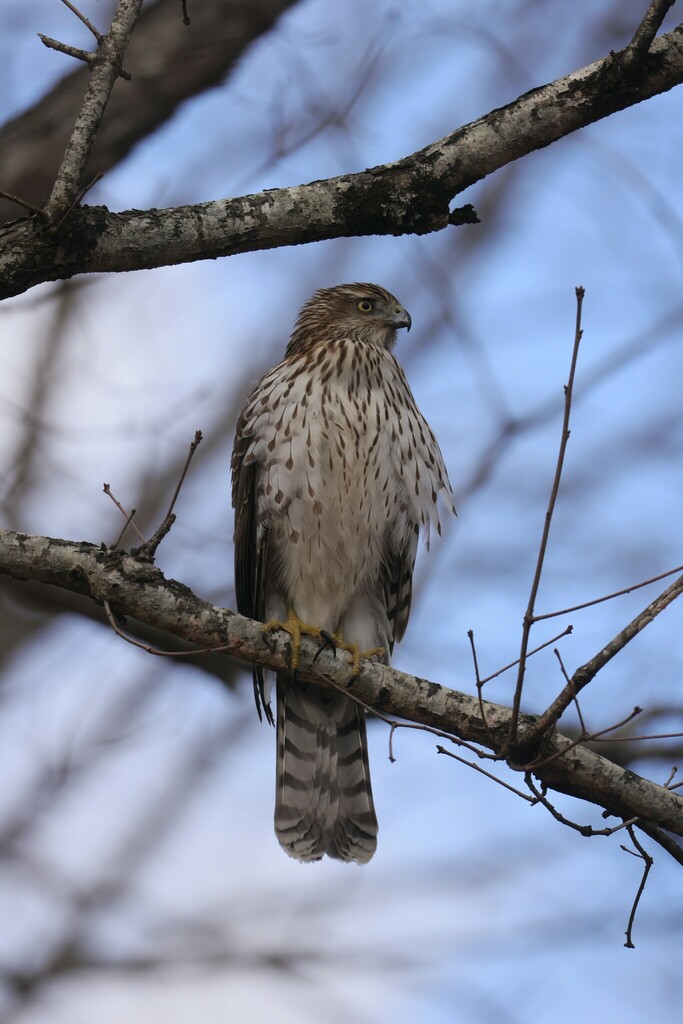 Cooper's Hawk from Donald E Davis Arboretum Auburn University Auburn ...