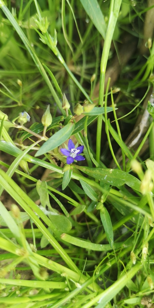 Hydrolea zeylanica from Hainan, CN-HA, CN on January 13, 2024 at 10:55 ...