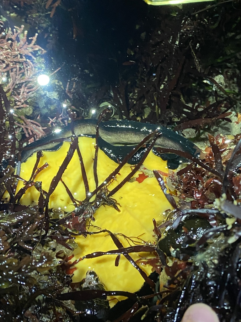Giant Keyhole Limpet from North Pacific Ocean, Pacific Grove, CA, US on ...