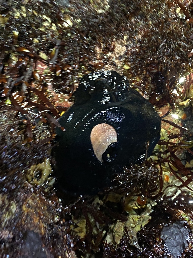 Giant Keyhole Limpet from North Pacific Ocean, Pacific Grove, CA, US on ...