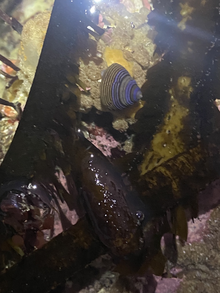 Blue-Ringed Top Snail from North Pacific Ocean, Pacific Grove, CA, US ...