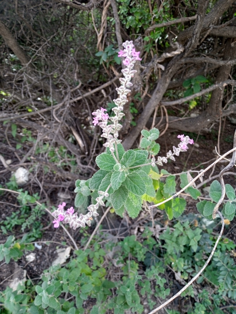 Sweet Stem from Obispado, 64060 Monterrey, N.L., México on January 11 ...