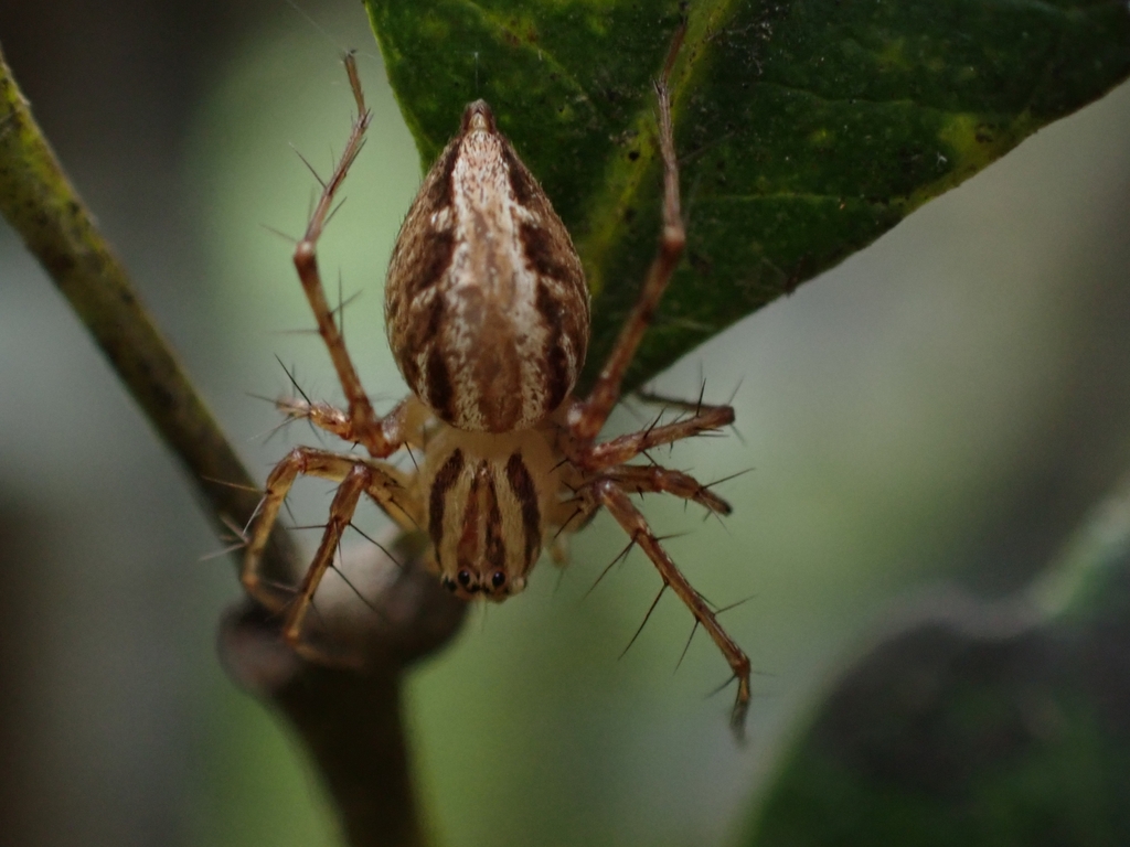Grass lynx spiders in January 2024 by Michelle Colpus · iNaturalist