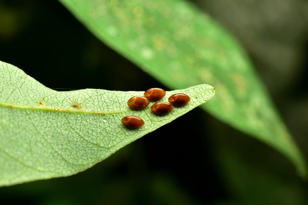 Leaf-footed Bugs from WG6F+3QP, San José, San Pablo, Bolsón, Costa Rica ...