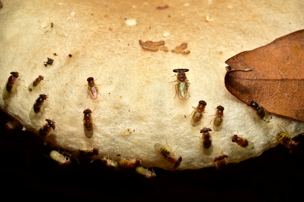 Vinegar and Fruit Flies from WG6F+3QP, San José, San Pablo, Bolsón, Costa Rica on December 26 ...