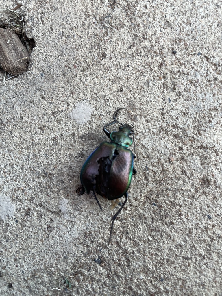 Caterpillar-hunter Beetles from Middlemount QLD 4746, Australia on ...