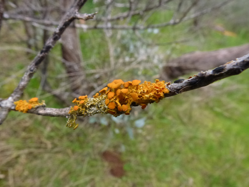Golden-eye Lichen from Windy Point South, Belair, SA, Australia on July ...