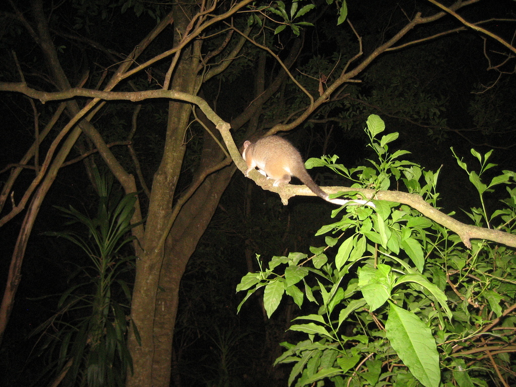 Common Ringtail Possum from Melbourne VIC, Australia on January 12 ...