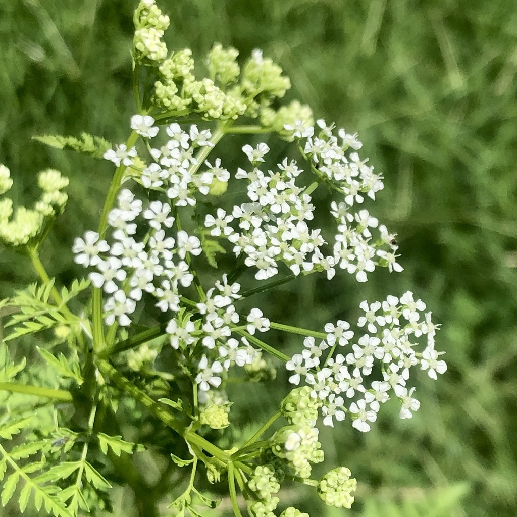 poison hemlock from O'Connell St, Parramatta, NSW, AU on January 13 ...