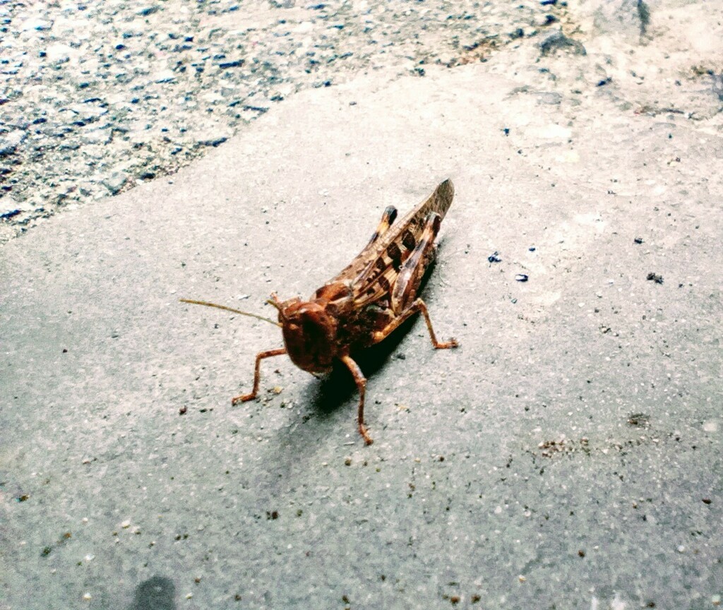 Australian Plague Locust from Melbourne VIC, Australia on February 12 ...