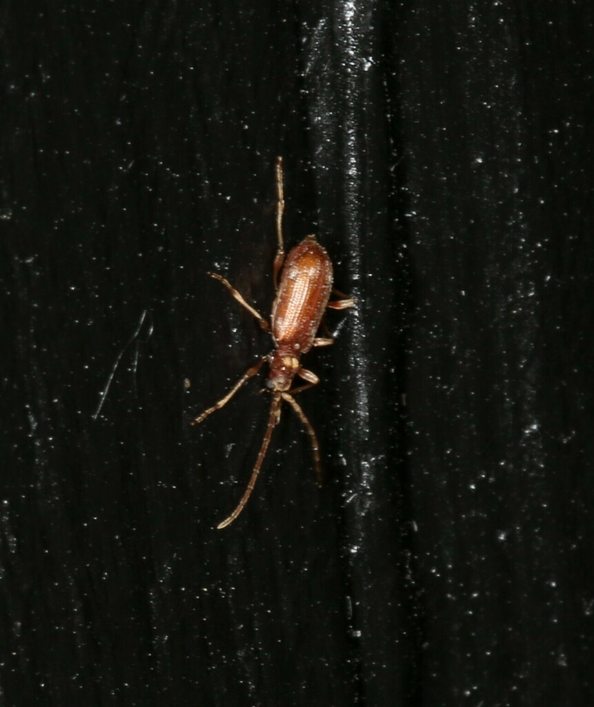 Ptinus raptor from Mont-Joli, QC, Canada, 1101 rue Lussier on October ...