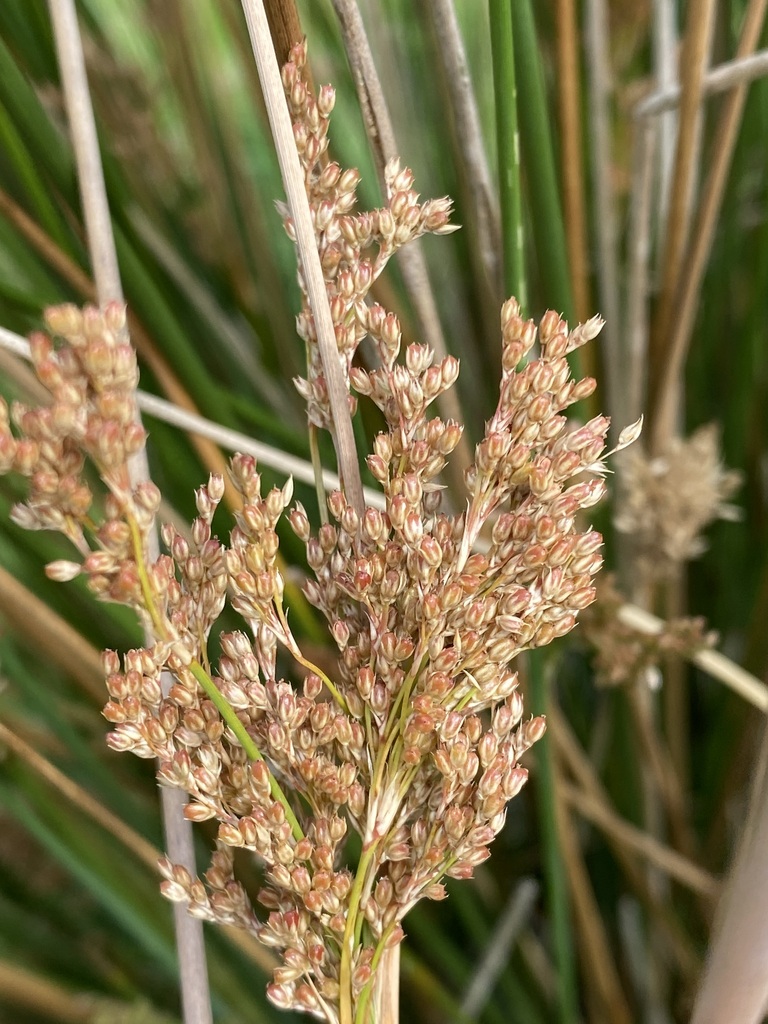 Broom Rush from Mangawhai, New Zealand on December 17, 2023 at 04:26 PM by trufflethefluffle ...