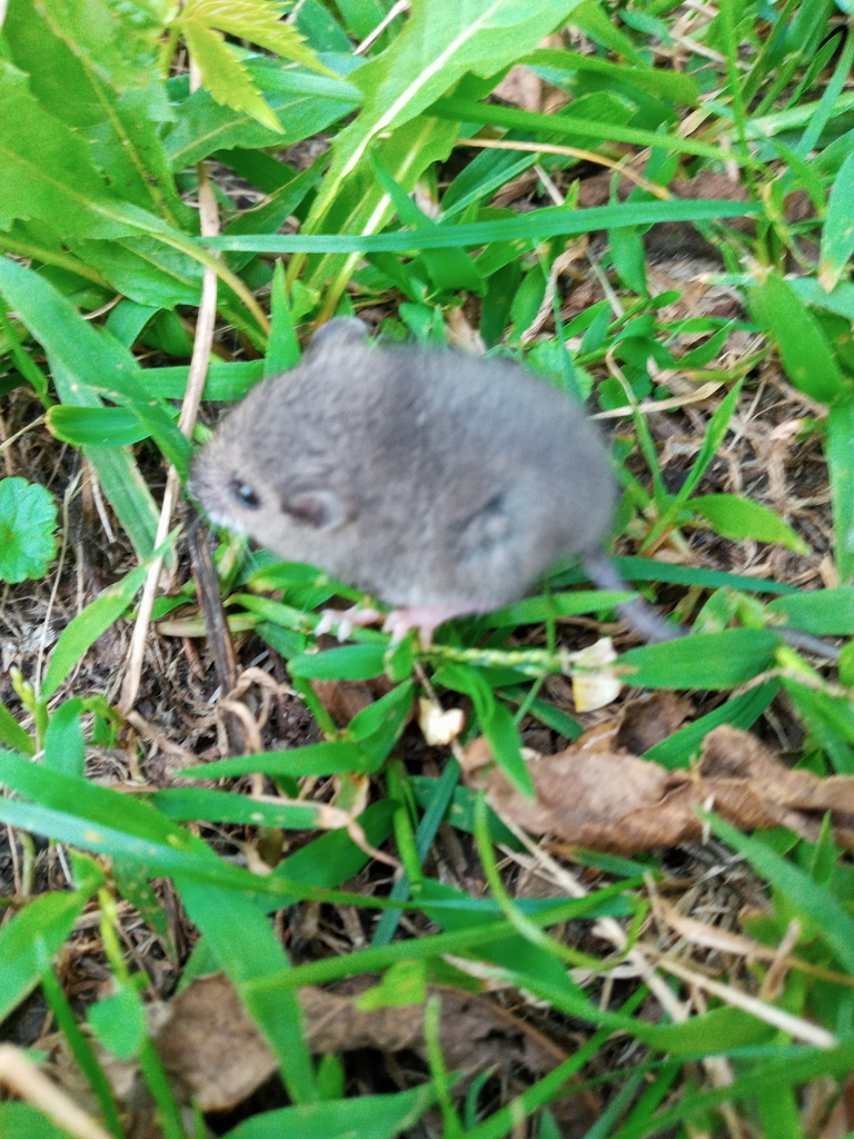 White-footed Mouse in September 2023 by Heidi Banks. Rescued from ...