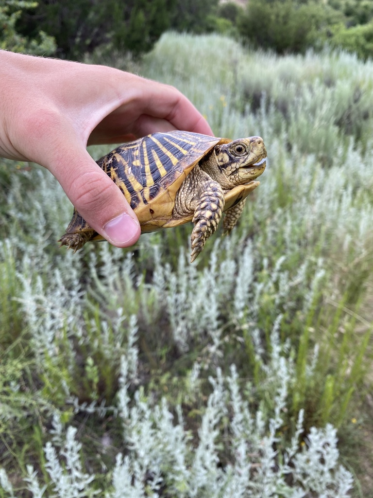 Ornate Box Turtle from Black Mesa State Park & Nature Preserve, Felt ...