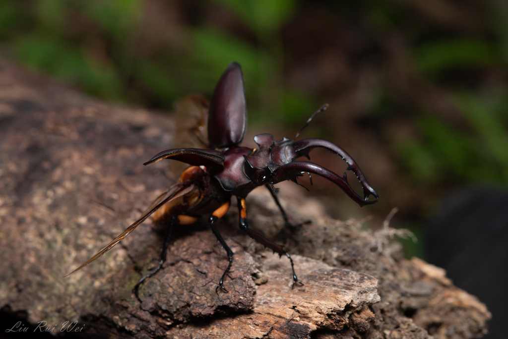 Lucanus formosanus in August 2023 by Liu Rui Wei · iNaturalist