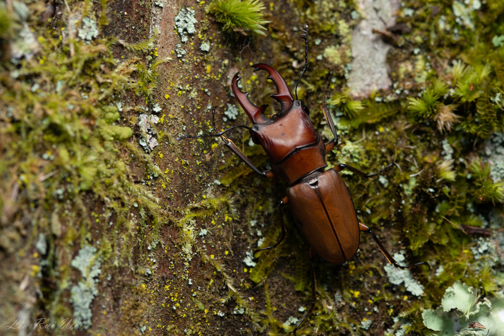 Cyclommatus Stag Beetles in August 2023 by Liu Rui Wei · iNaturalist