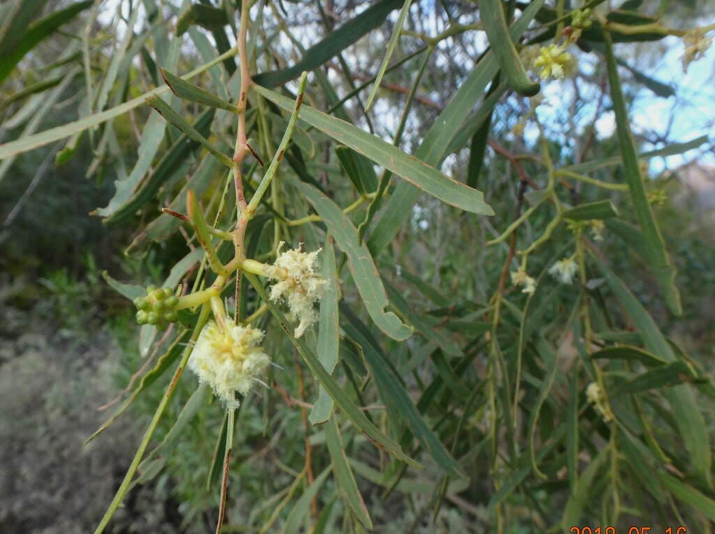 Flinders Range Wattle from Flinders Ranges SA 5434, Australia on May 16 ...