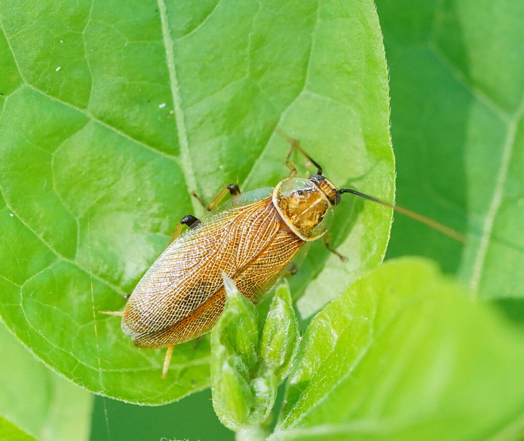 Balta bicolor from Boronia VIC 3155, Australia on January 11, 2024 at ...