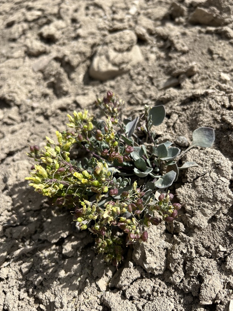 Pagosa Springs Bladderpod from San Juan National Forest - Headquarters ...