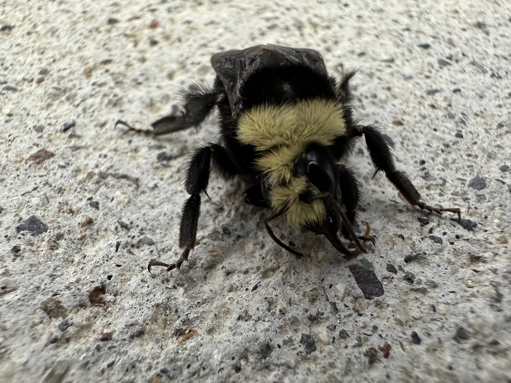 Yellow-faced Bumble Bee from UC San Diego, San Diego, CA, US on ...