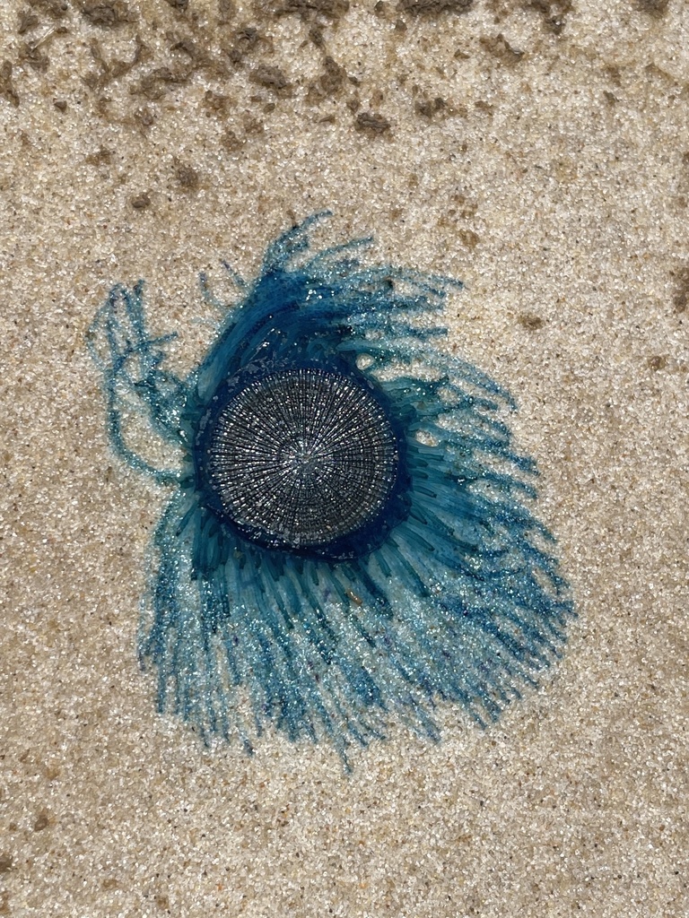 Blue Button from Kingscliff, NSW, AU on January 13, 2024 at 01:57 PM by ...