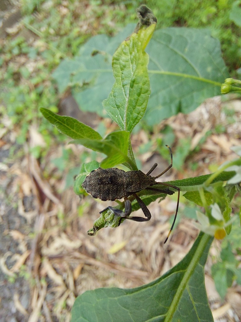 Large Squash Bug from White Rock QLD 4306, Australia on January 13 ...