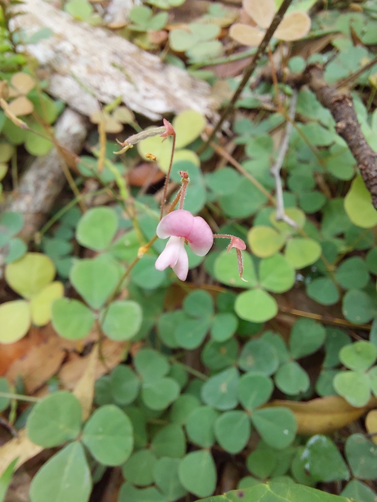 Pullenia gunnii from White Rock QLD 4306, Australia on January 13, 2024 ...